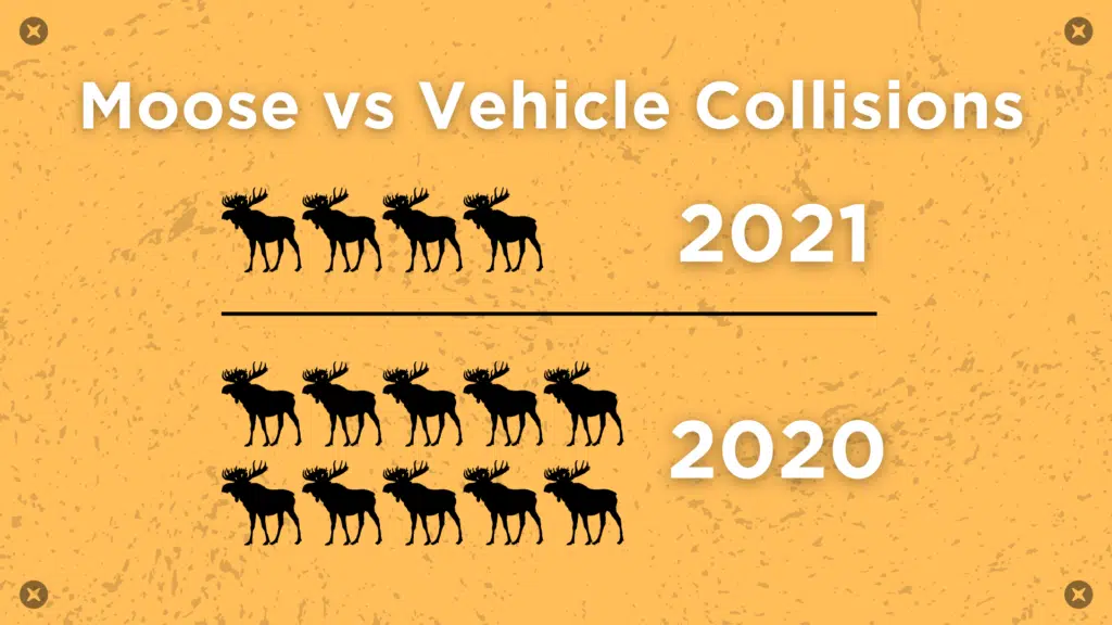 Moose vs Vehicle Accidents on the Decline - Wedgwood Insurance